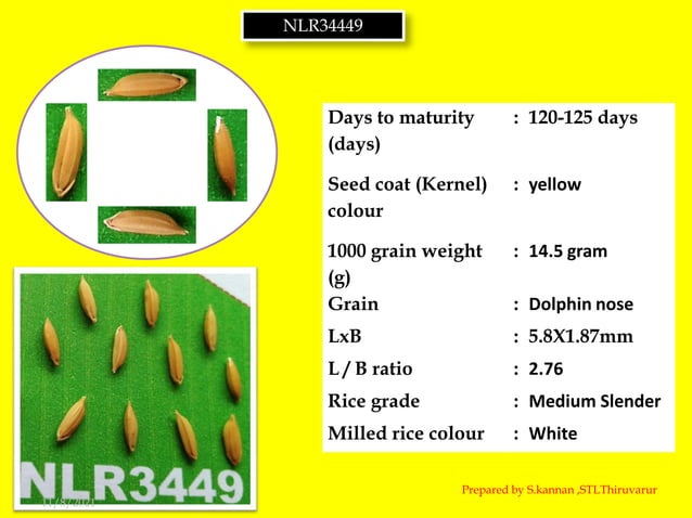 Paddy varietal characters | PDF