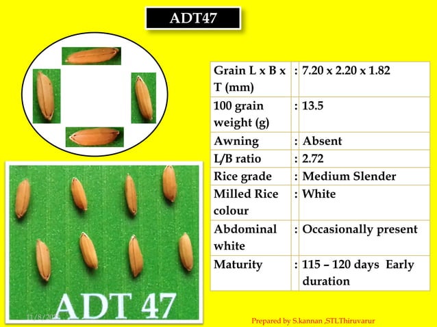 Paddy varietal characters | PDF