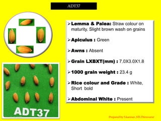 Paddy varietal characters | PDF