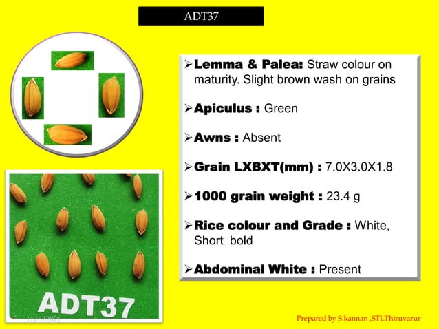 Paddy varietal characters | PDF