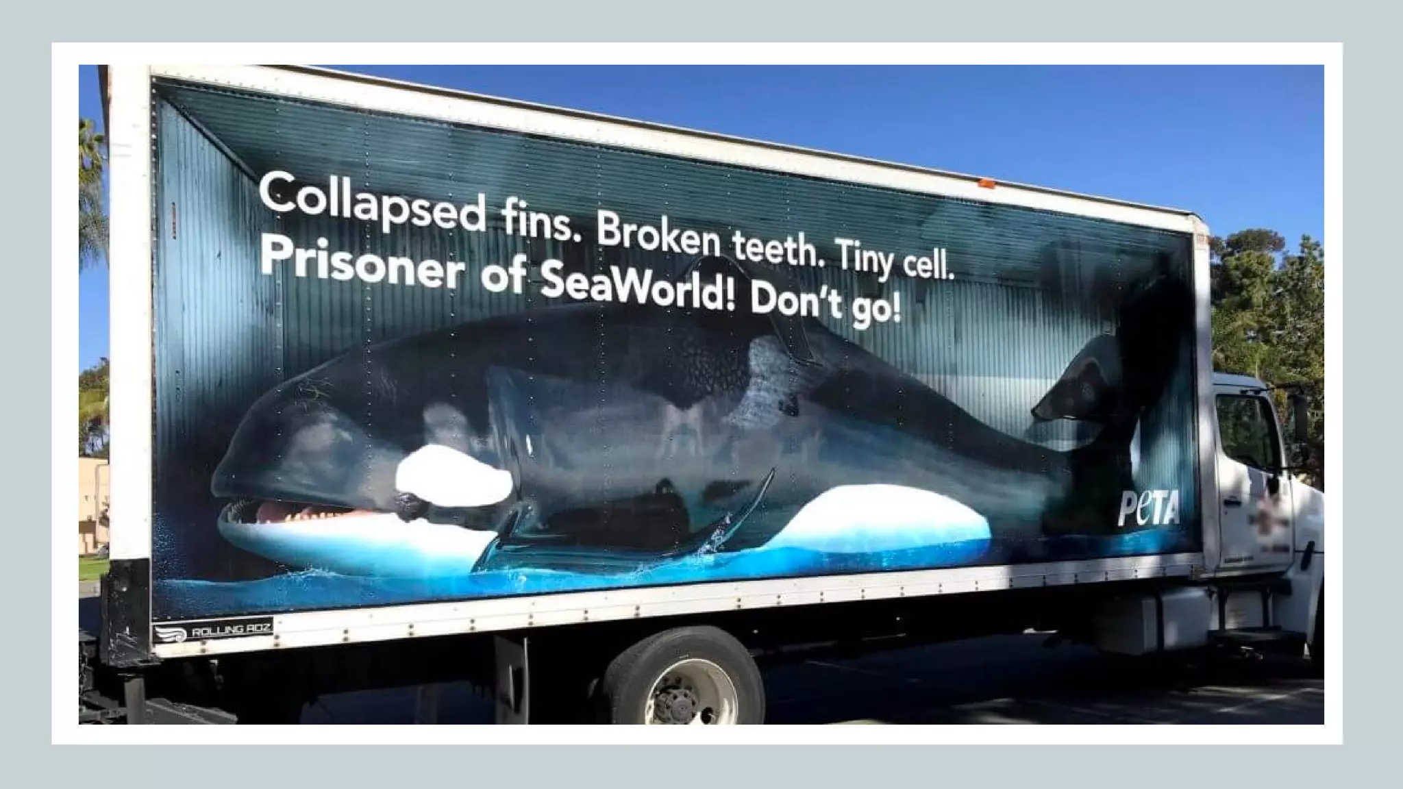 Blackfish Documentary Slide Show | PDF