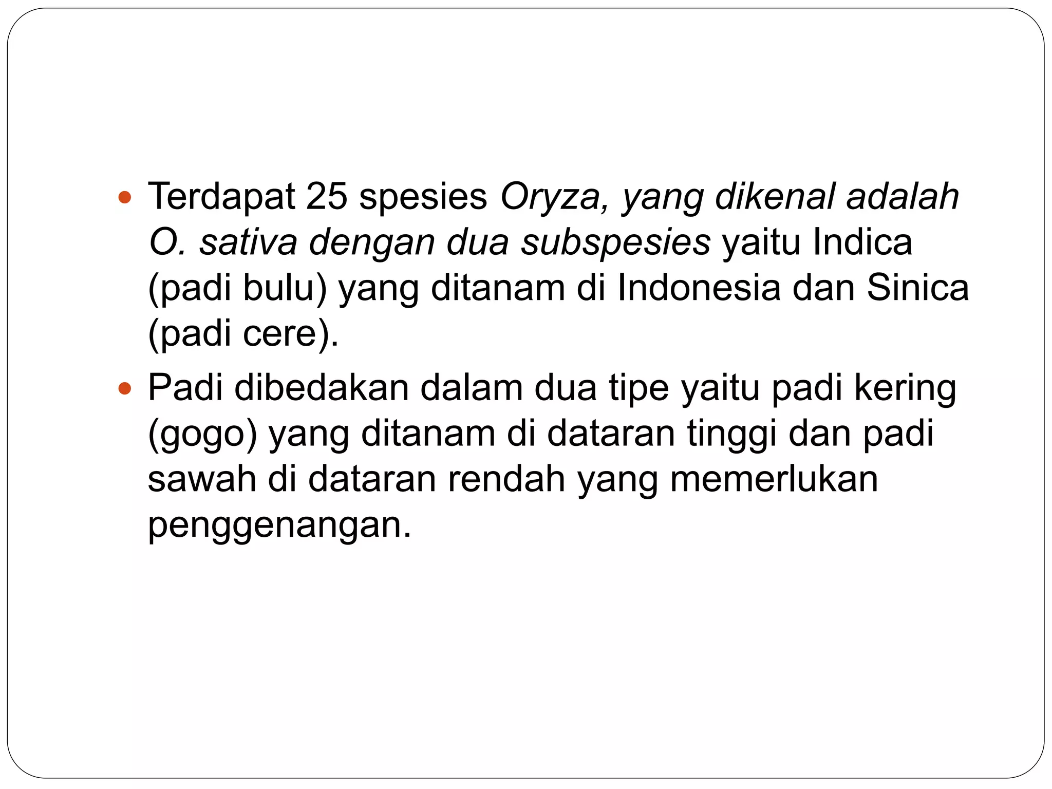 Budidaya padi | PPTX