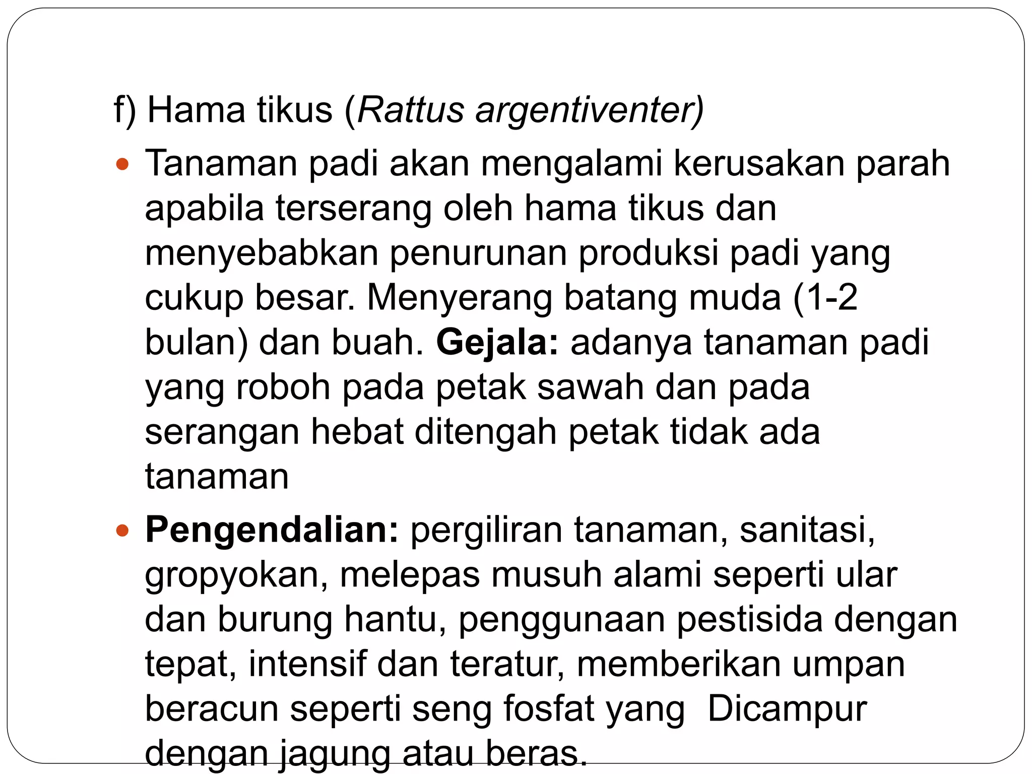 Budidaya padi | PPTX