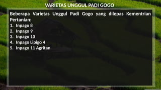 Pentingnya Penggunaan Varietas Unggul Baru dalam Budidaya Tanaman Padi ...