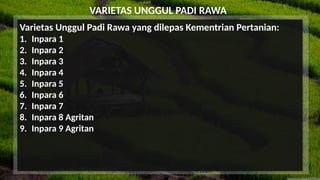 Pentingnya Penggunaan Varietas Unggul Baru dalam Budidaya Tanaman Padi | PPT