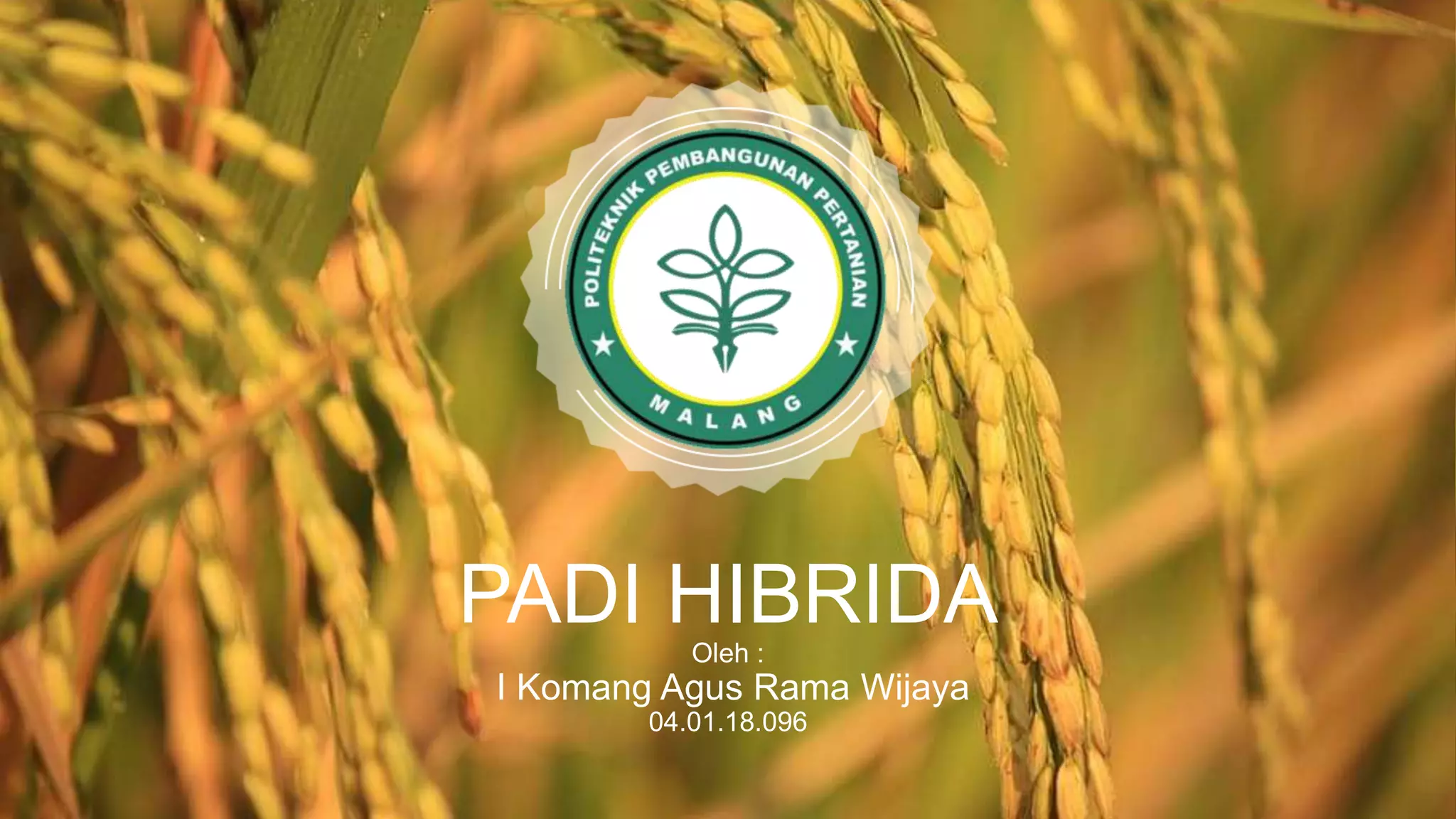 MENGENAL PADI HIBRIDA | PPTX