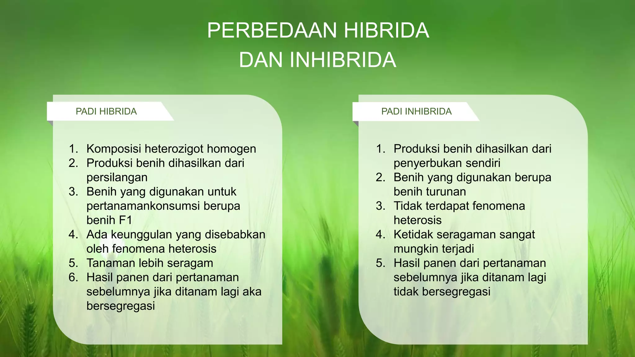 MENGENAL PADI HIBRIDA | PPTX