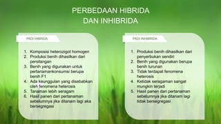MENGENAL PADI HIBRIDA | PPT
