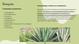 PadillaGermán_ProductoFINAL HENEKEN MEXICO | PDF