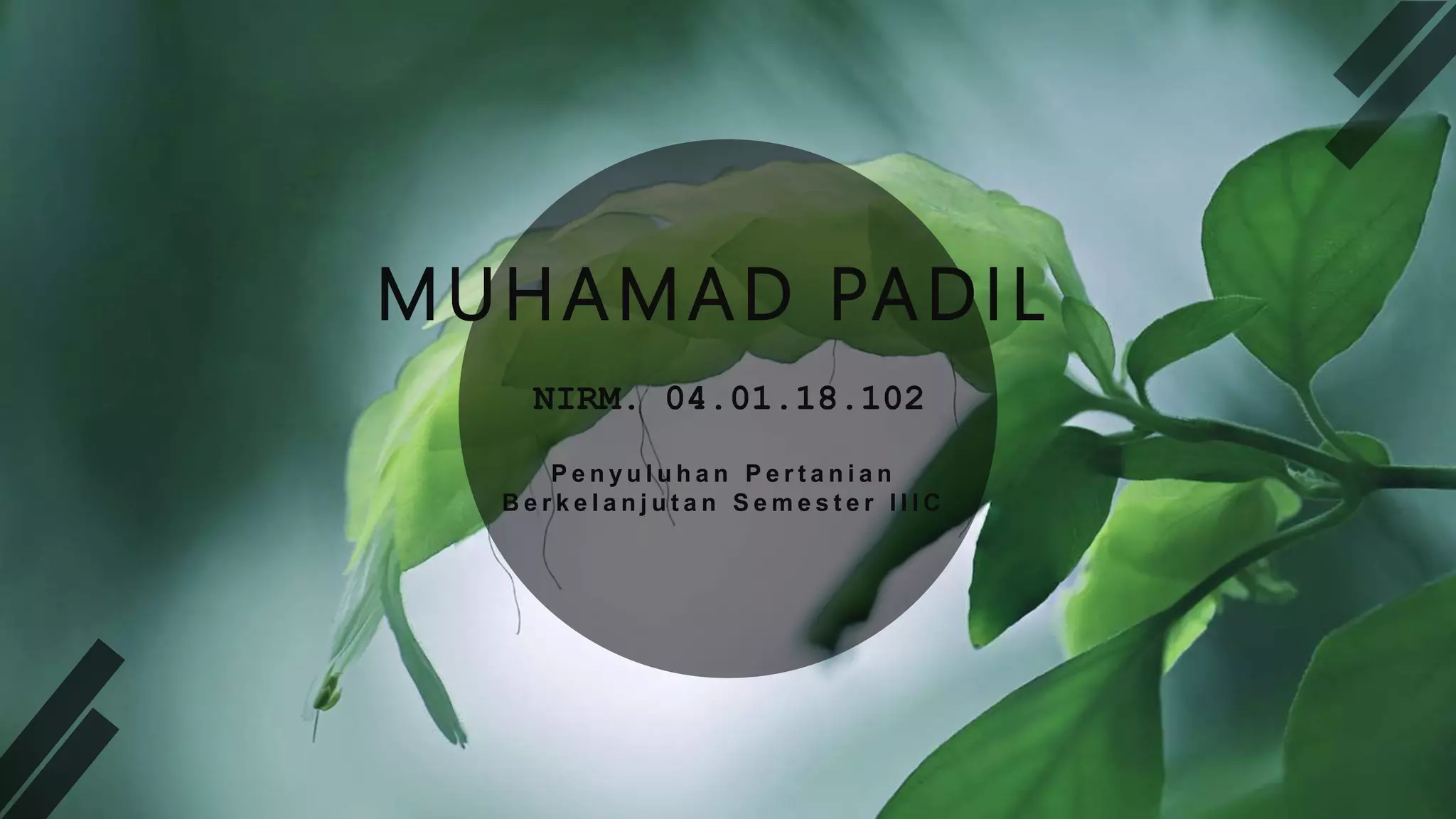 MANFAAT DAN CARA PEMBUATAN MOL REBUNG BAMBU | PPT