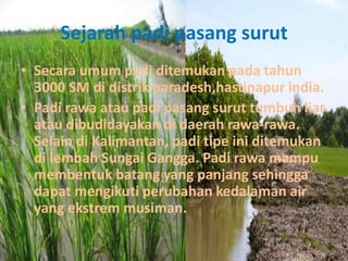 budidaya Padi pasang surut | PPTX