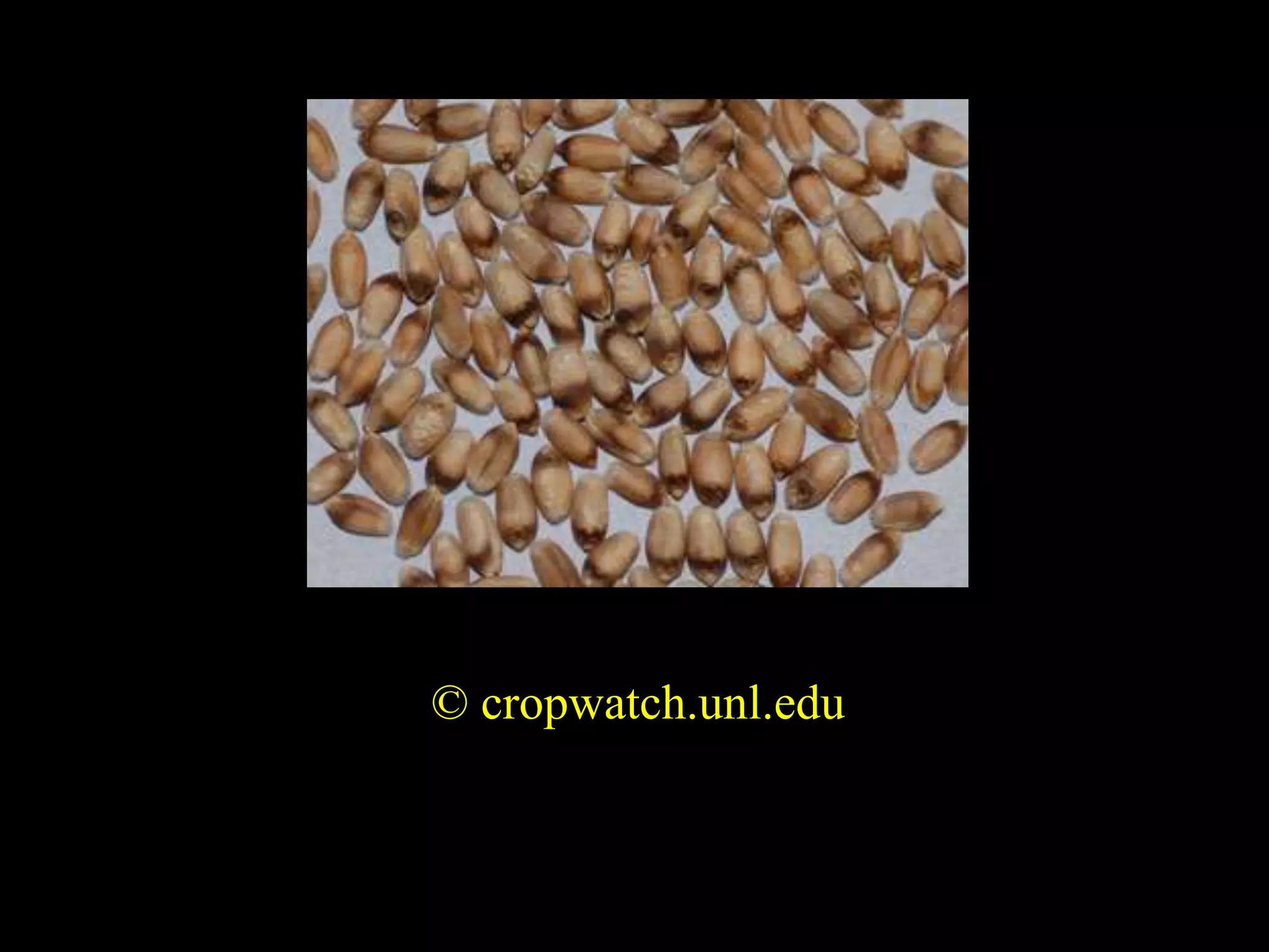 Fungal spoilage in storage grains | PPTX