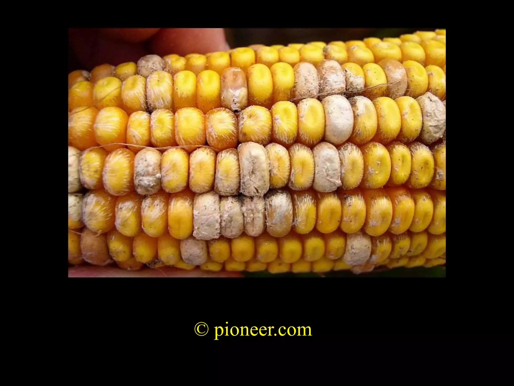 Fungal spoilage in storage grains | PPTX