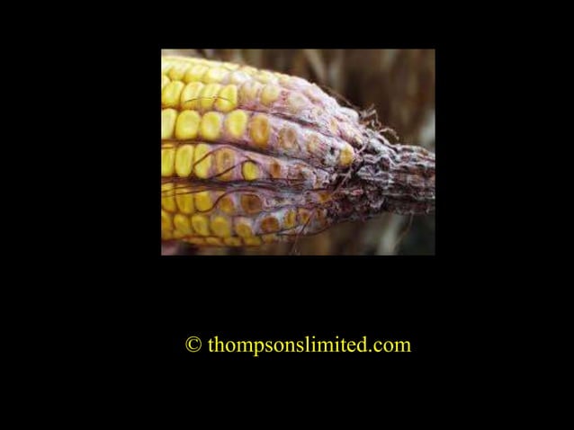 Fungal spoilage in storage grains | PPTX | Gardening | Home & Garden
