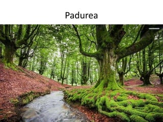 Padurea | PPTX