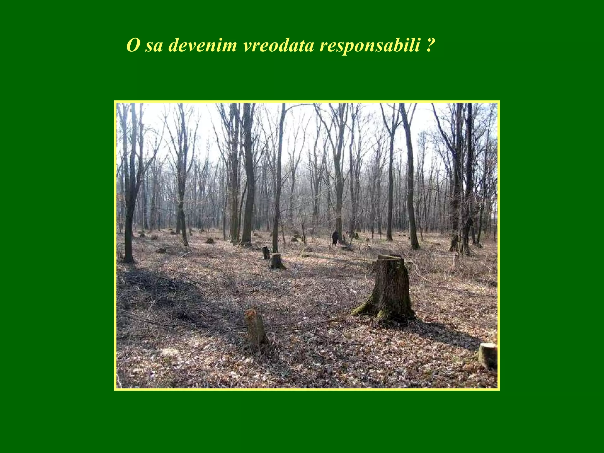 Padurea Baneasa | PPS