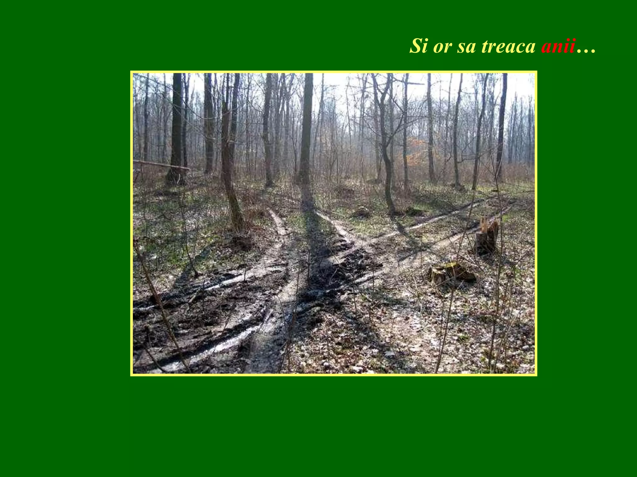 Padurea Baneasa | PPS