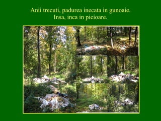 Padurea Baneasa | PPS