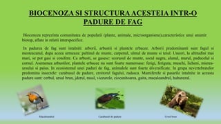 Padurea de fag | PPT