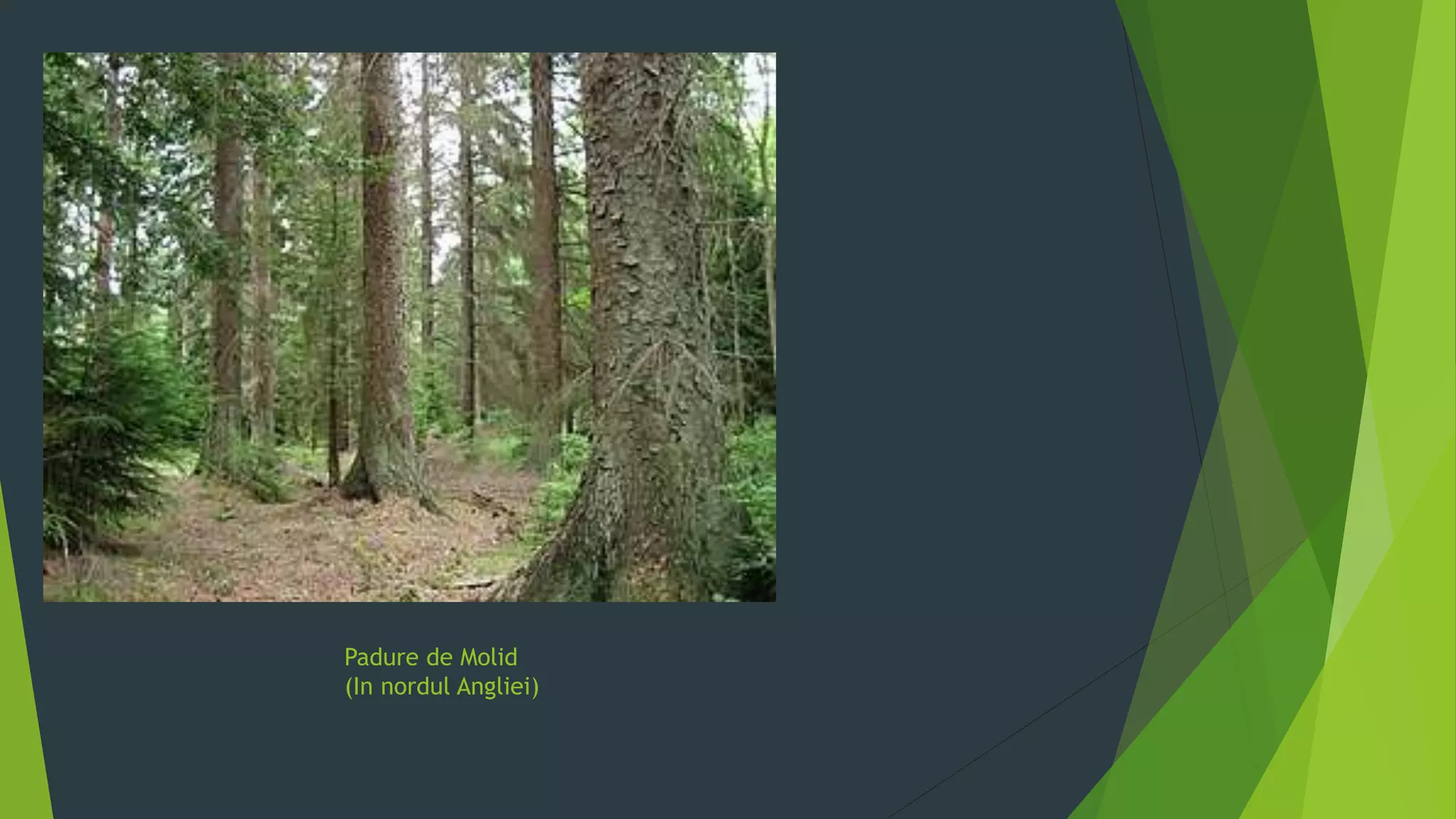 Padurile de Conifere.pptx