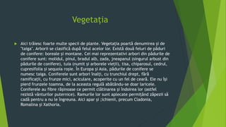 Padurile de Conifere.pptx