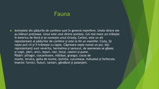 Padurile de Conifere.pptx