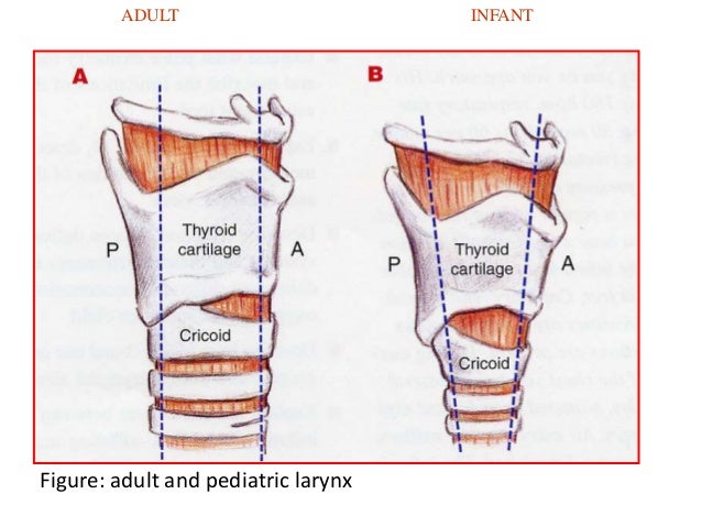 Paediatric anatomy and physiology for Anaesthesia
