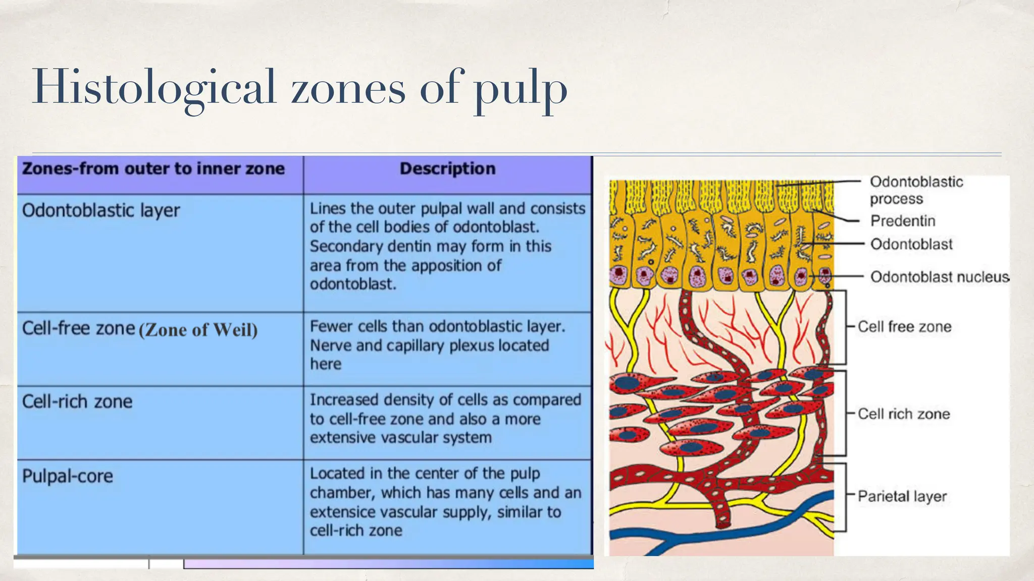 Paediatric Endodontics.pdf