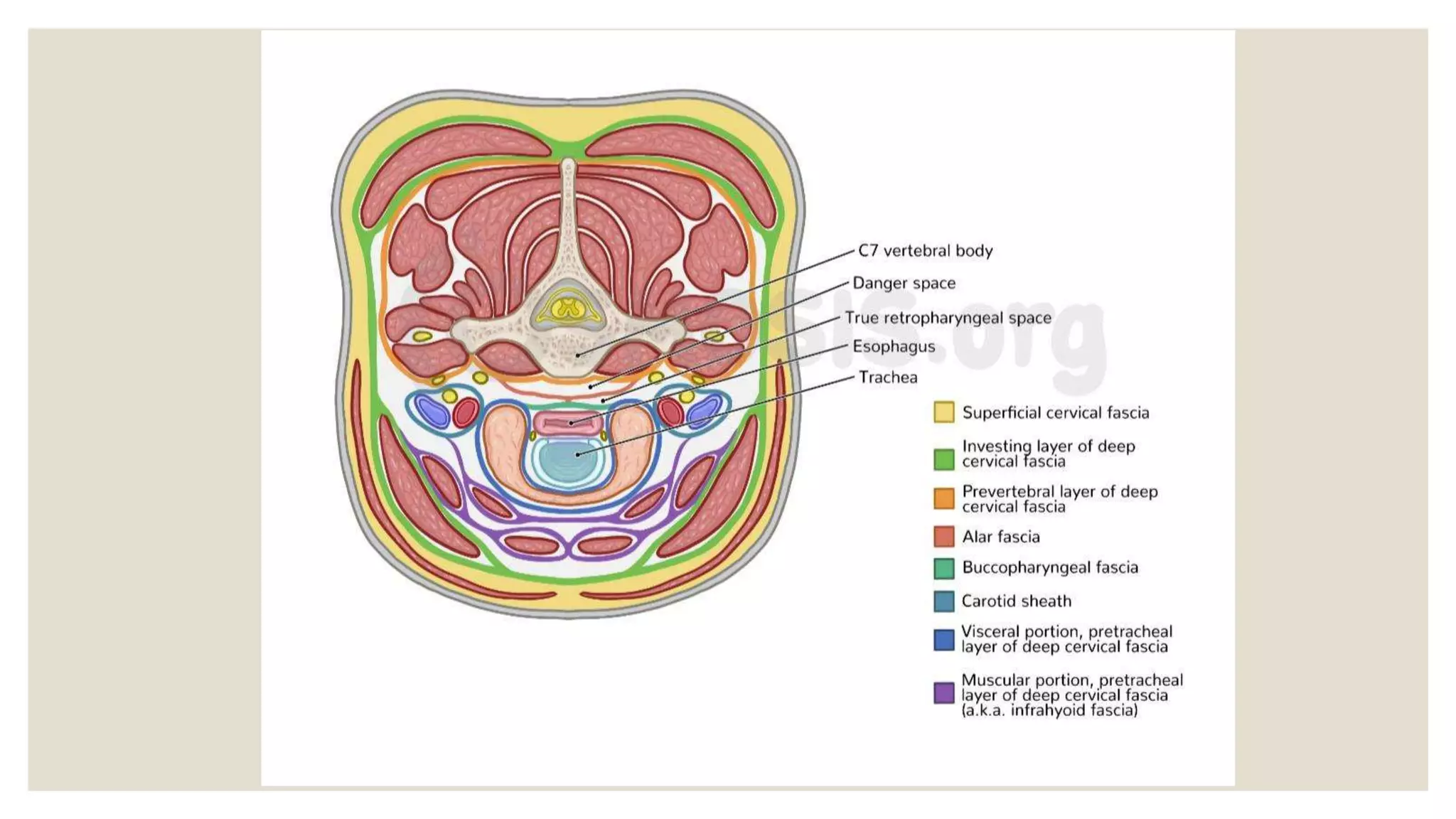 PAEDIATRIC MASSES OF THE NECK..pptx
