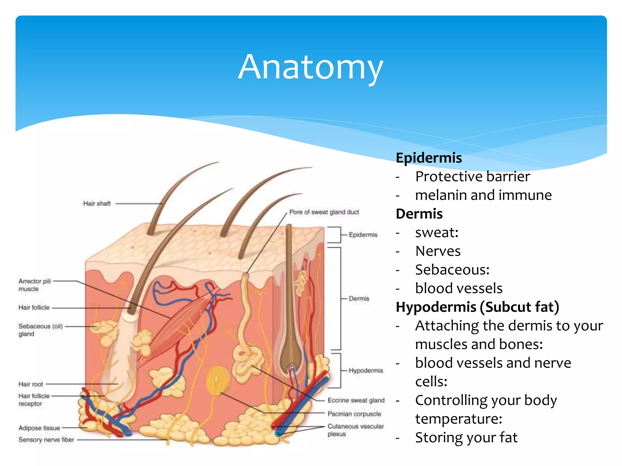 Paediatric rashes | PPTX | Infectious Diseases | Diseases and Conditions