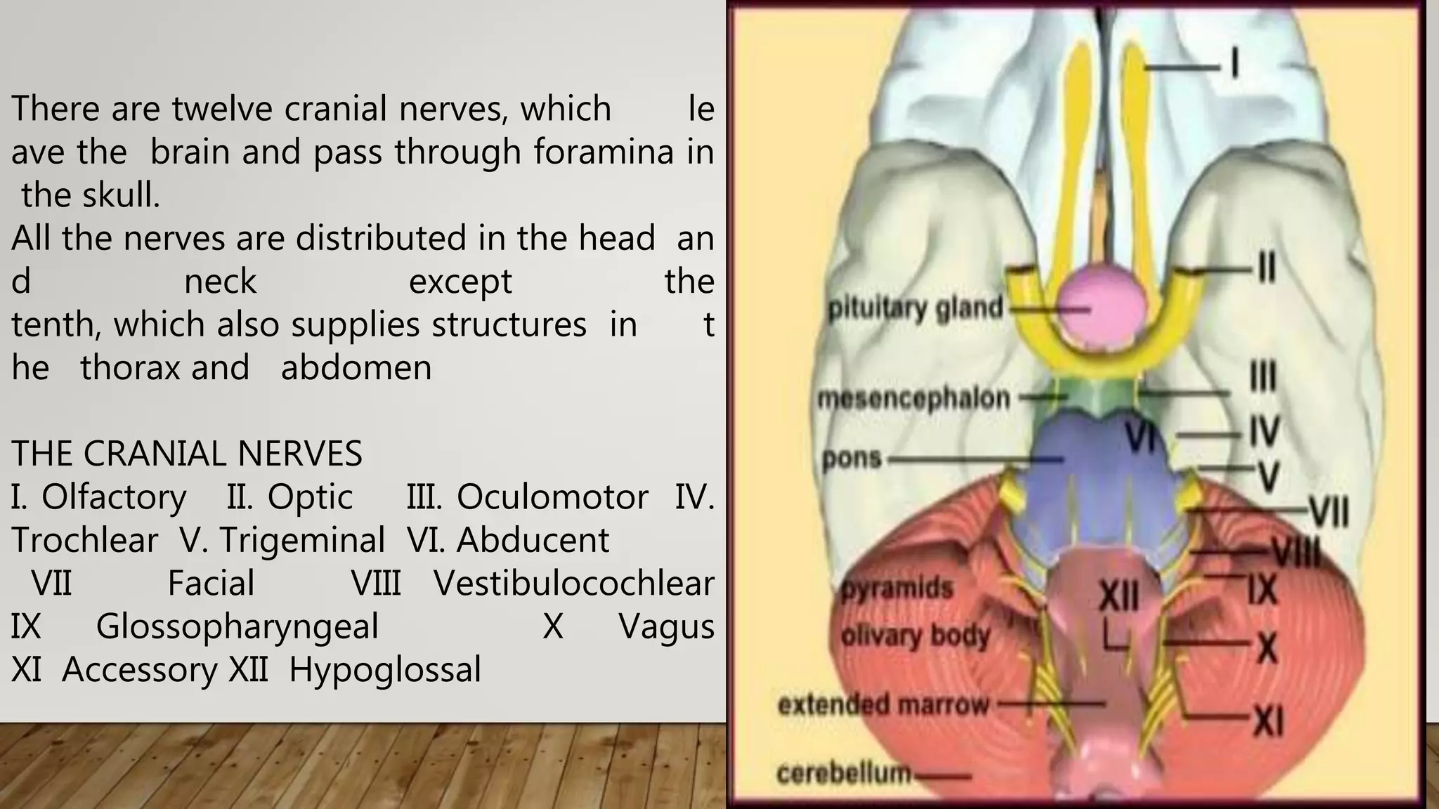 Examination of CRANIAL NERVES AND MOTOR SYSTEM OF CHILDREN FOR ...