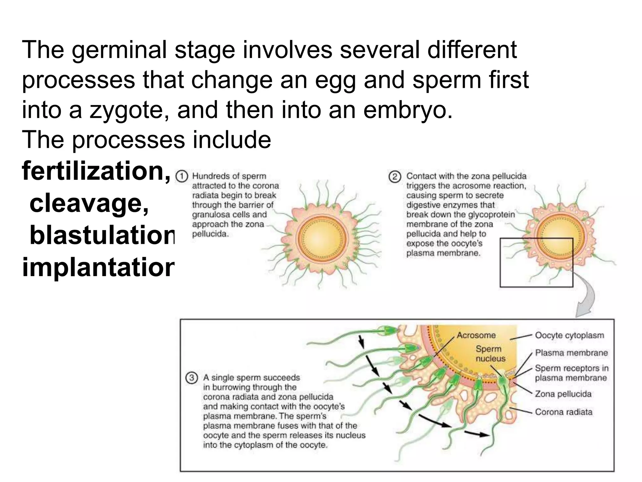 pre natal development | PPT