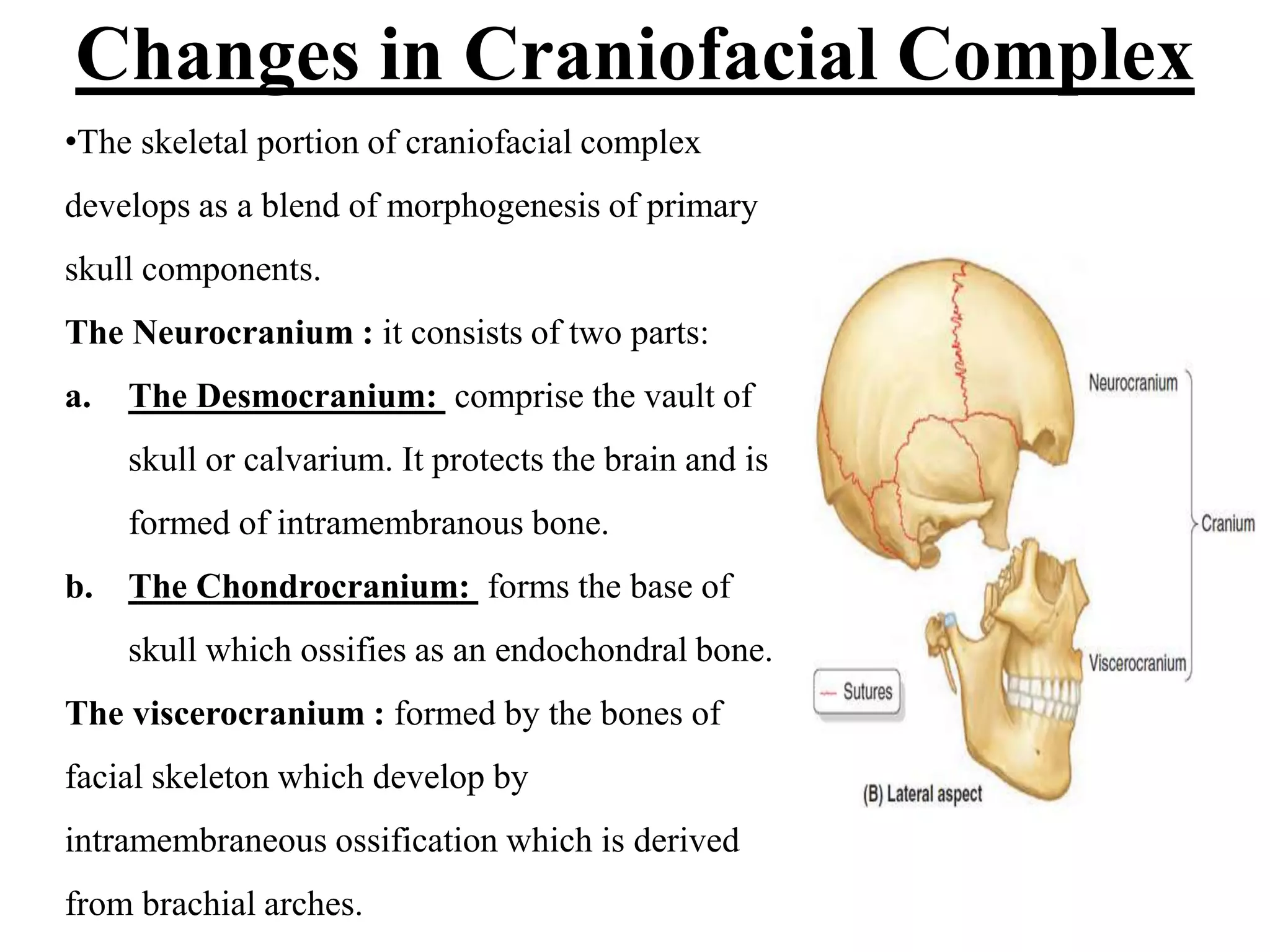 Paedologic anatomy | PPT