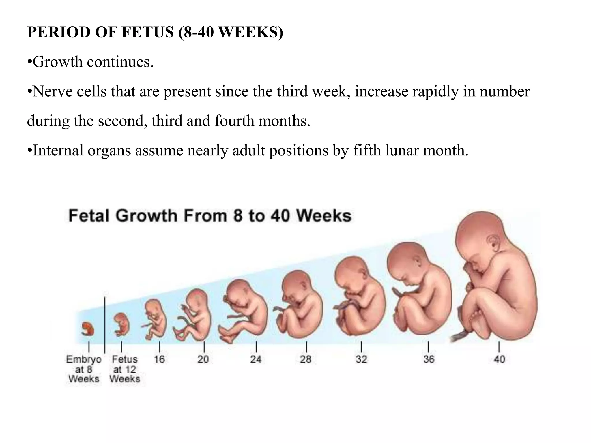 Paedologic anatomy | PPT