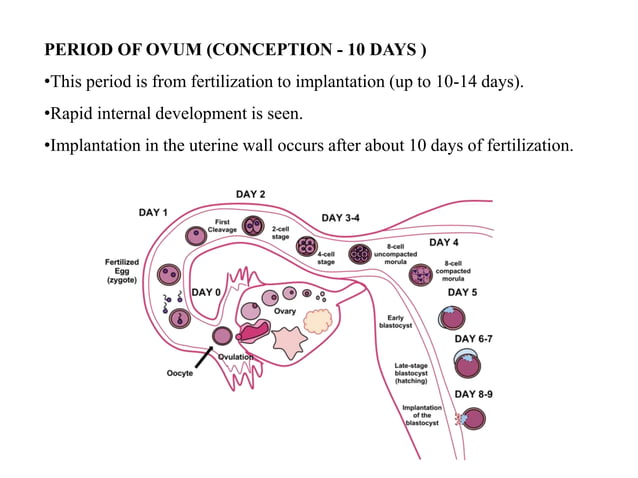 Paedologic anatomy | PPT