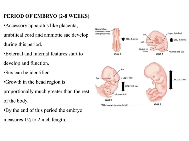 Paedologic anatomy | PPT