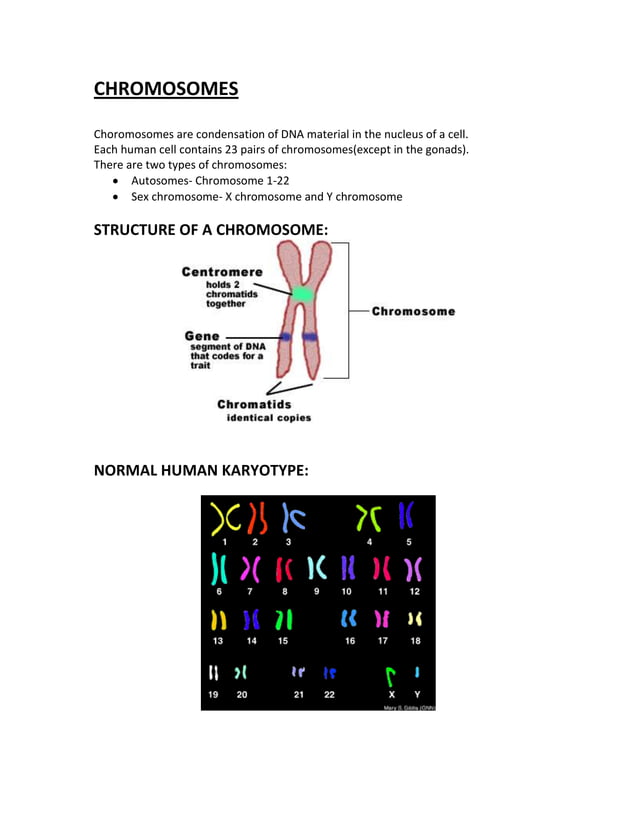 Chromosomal Disorders | DOCX