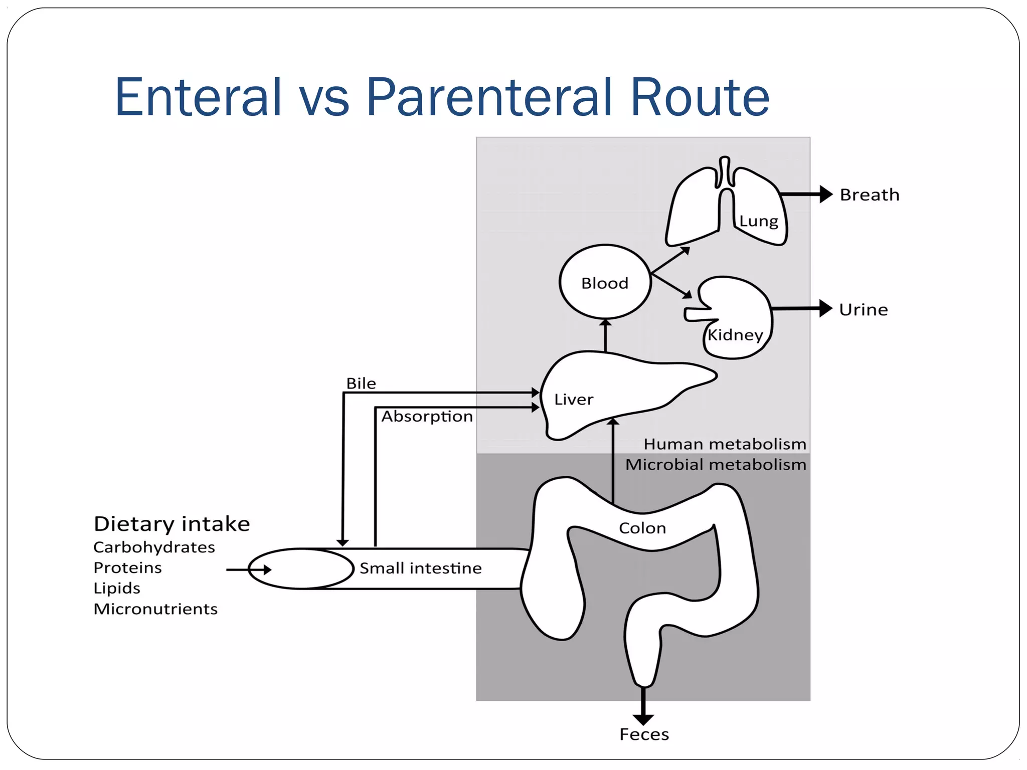 Pediatric Parenteral Nutrition | PPT