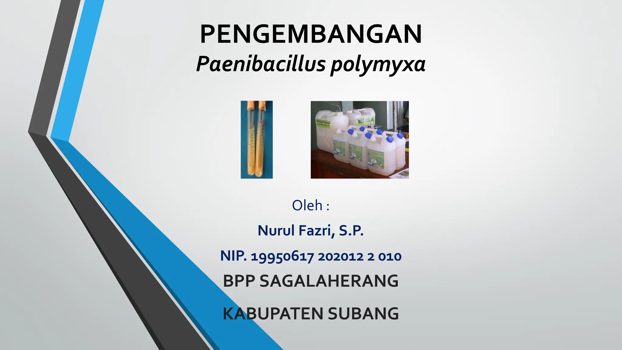 perbanyakan bakteri Paenibacillus polymyxa | PDF