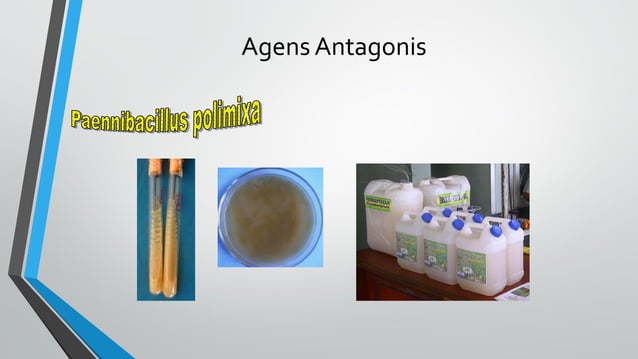 perbanyakan bakteri Paenibacillus polymyxa | PDF