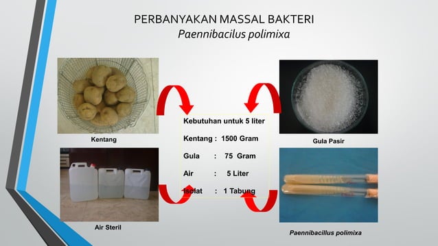 perbanyakan bakteri Paenibacillus polymyxa | PDF