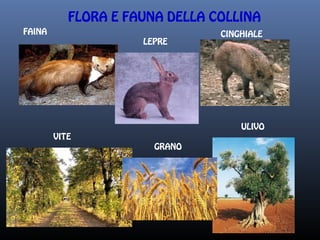 Paesaggi a confronto scuola primaria | PPT | Geography | Science