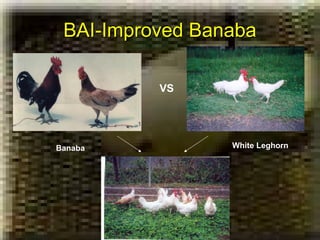 Pag-Aalaga-at paraan Ng mga Native-Chickens | PDF