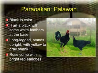Pag-Aalaga-at paraan Ng mga Native-Chickens | PDF