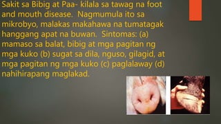 Pag aalaga ng baboy | PPTX