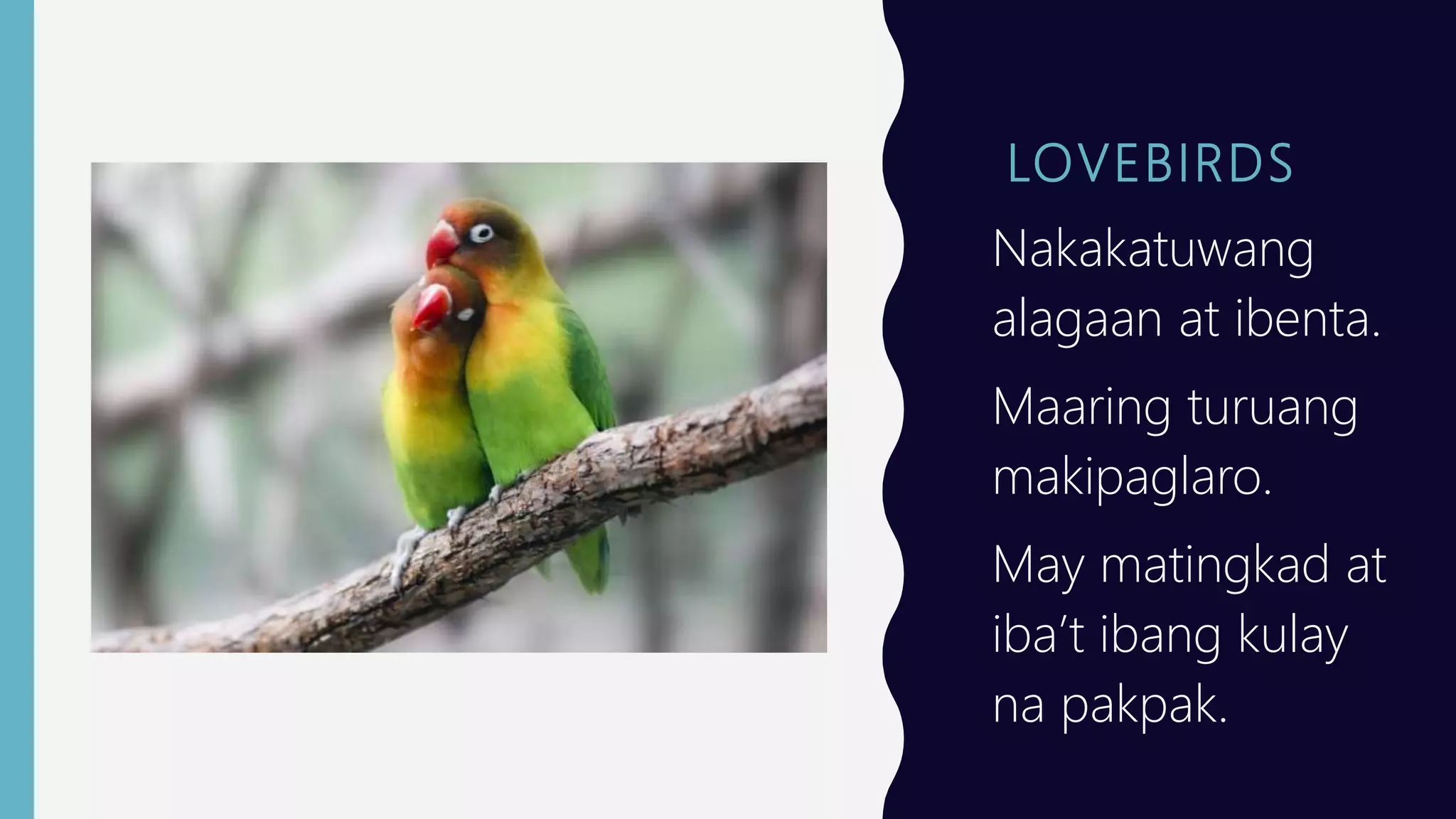 Pag-aalaga ng Hayop | PPTX