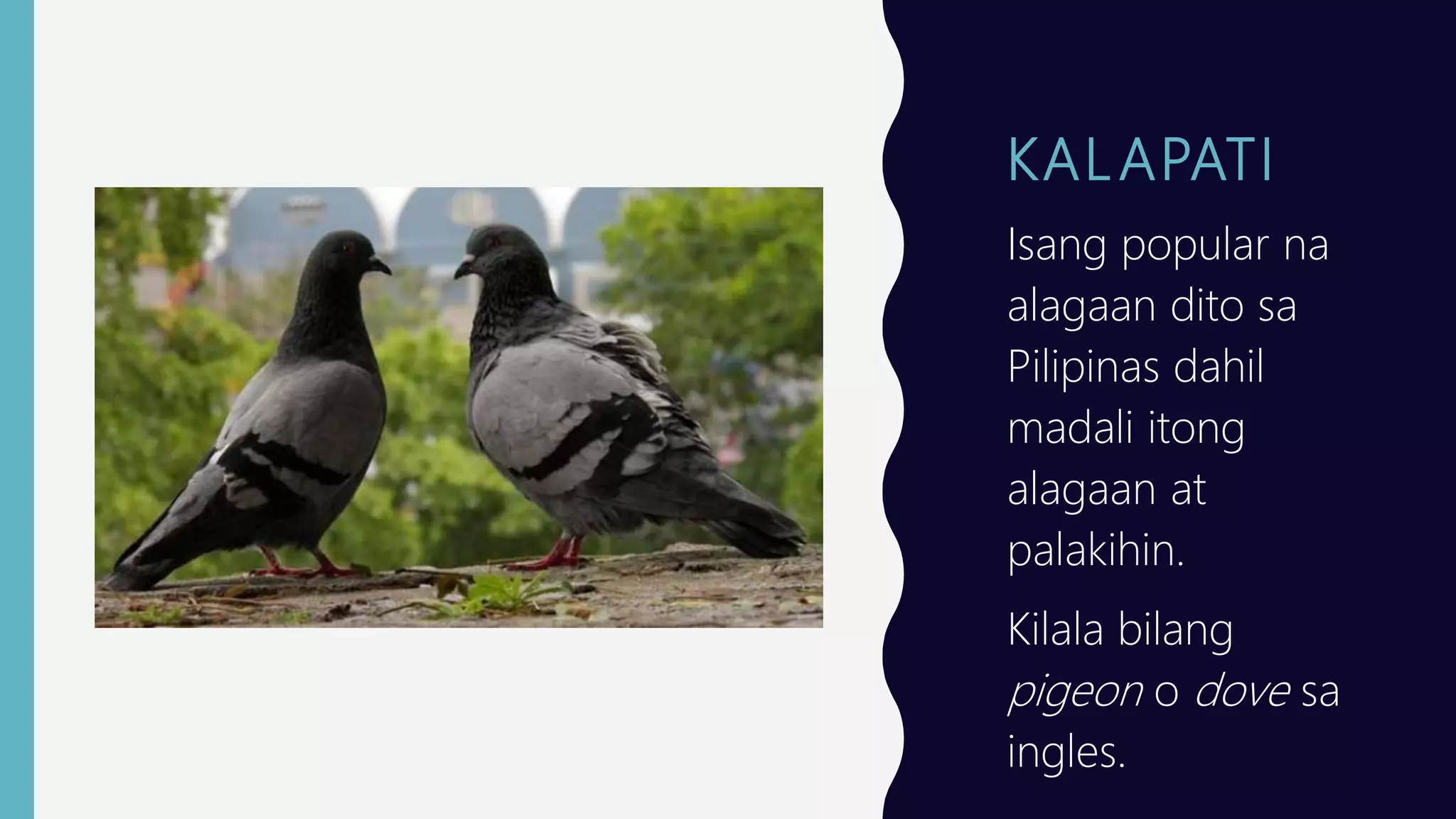 Pag-aalaga ng Hayop | PPTX
