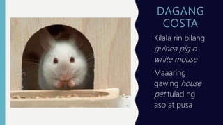 Pag-aalaga ng Hayop | PPTX