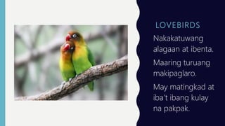 Pag-aalaga ng Hayop | PPTX