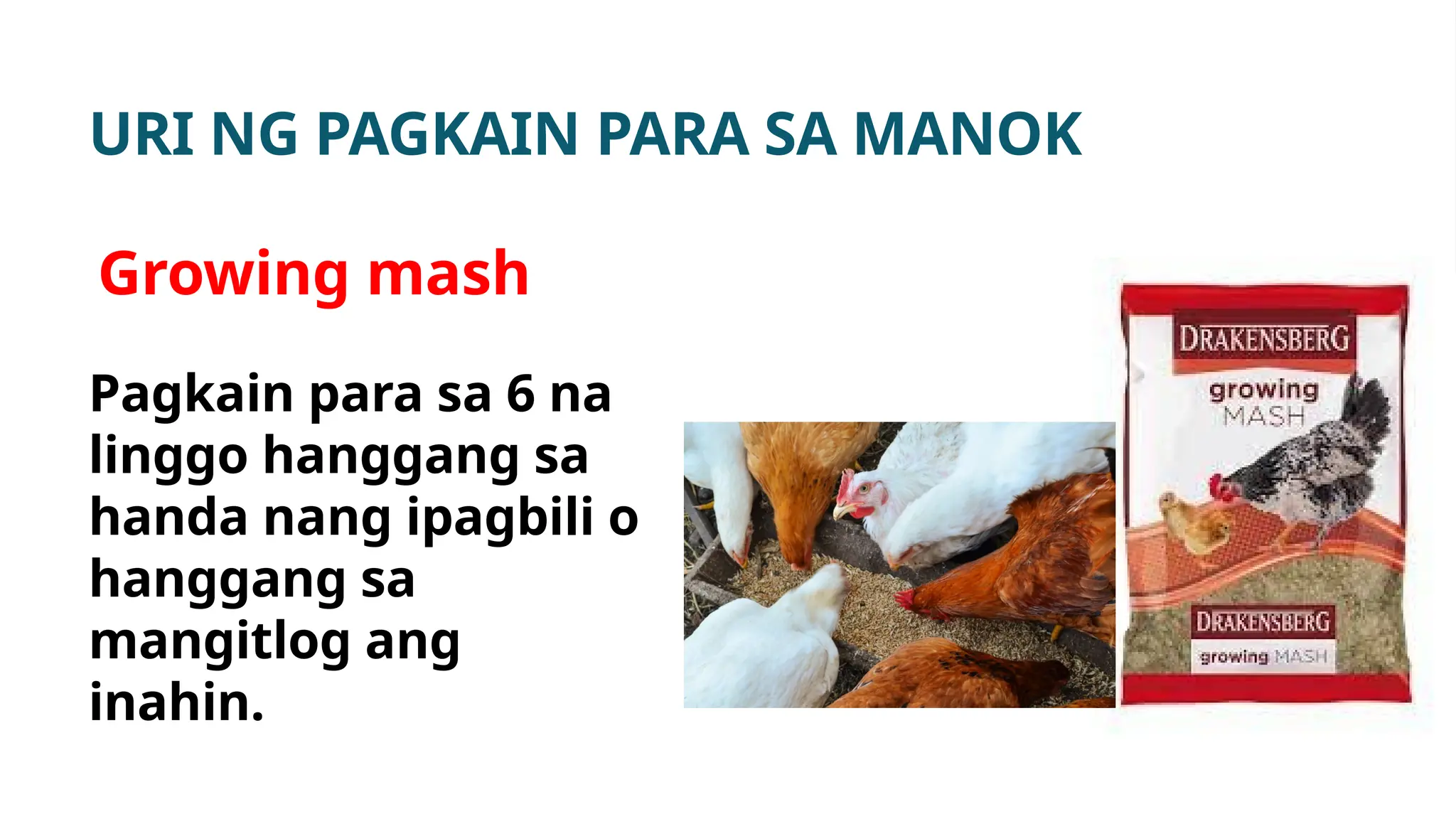 Pag-aalaga ng manok Agriculture and Fishery Arts -Quarter 2 - EPP 5 | PPTX